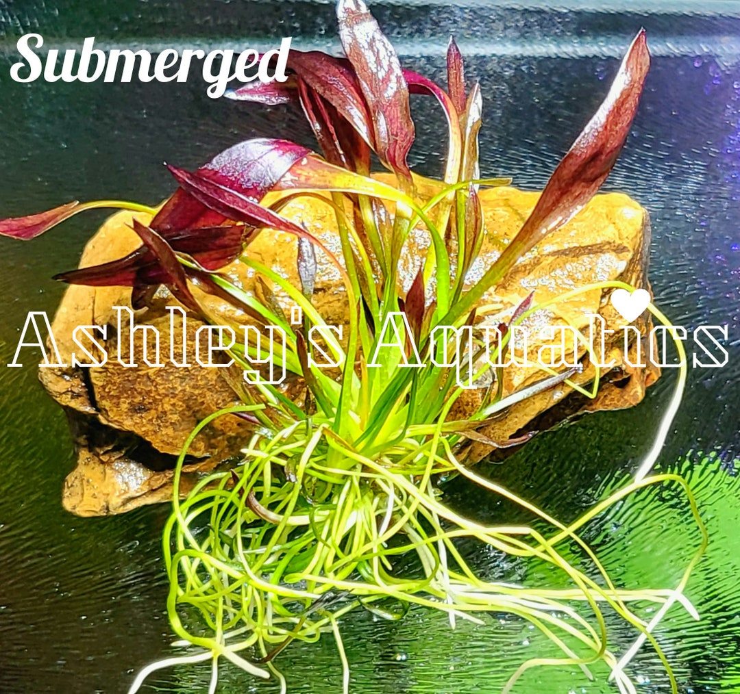 B.O.G.O. Aflame Echinodorus Aflame Rare Live Aquarium Plants, Purple ...