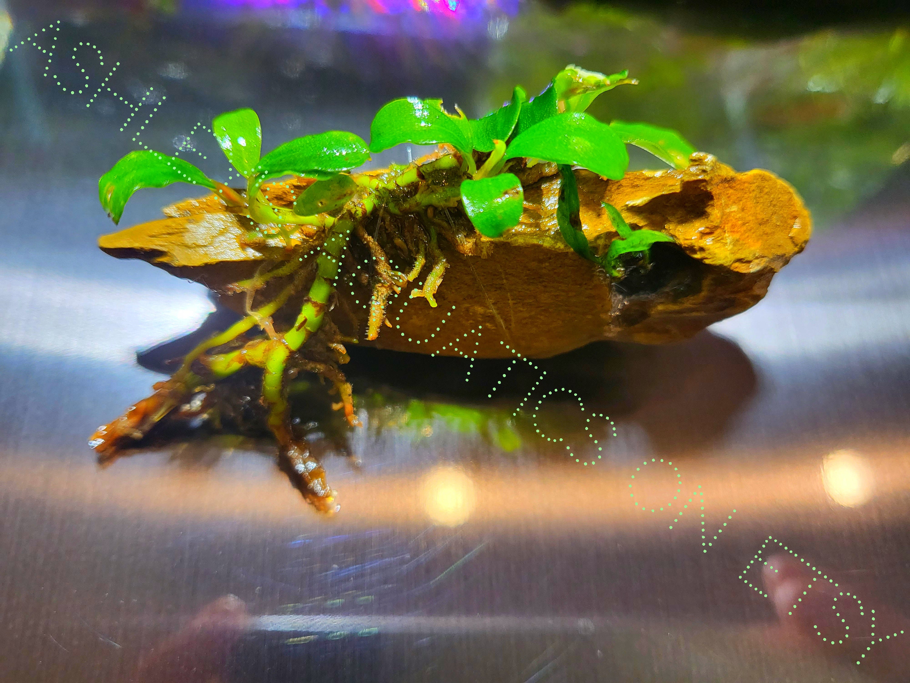 Bucephalandra Mini Kapit Rare Aquarium Plants Submerged - Etsy