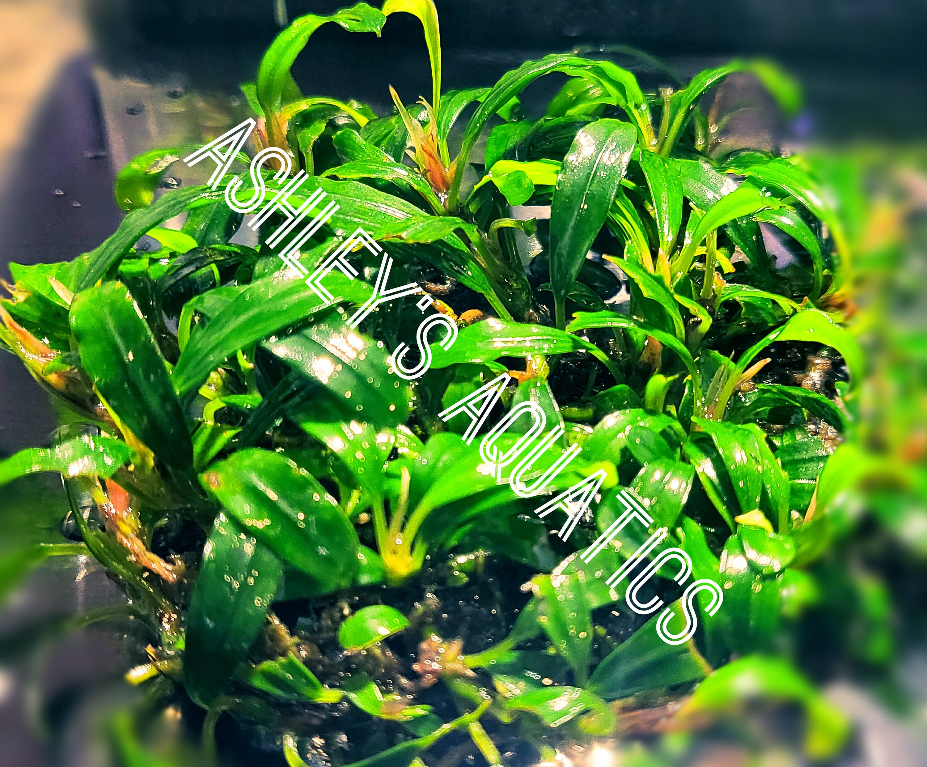 Bucephalandra Mini Kapit Rare Aquarium Plants Submerged - Etsy