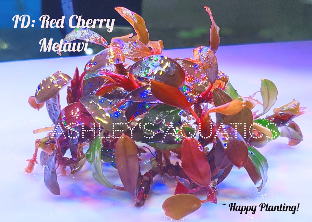 Bucephalandra Red Cherry Melawi Amazing Colors, Submerged, Emersed ...