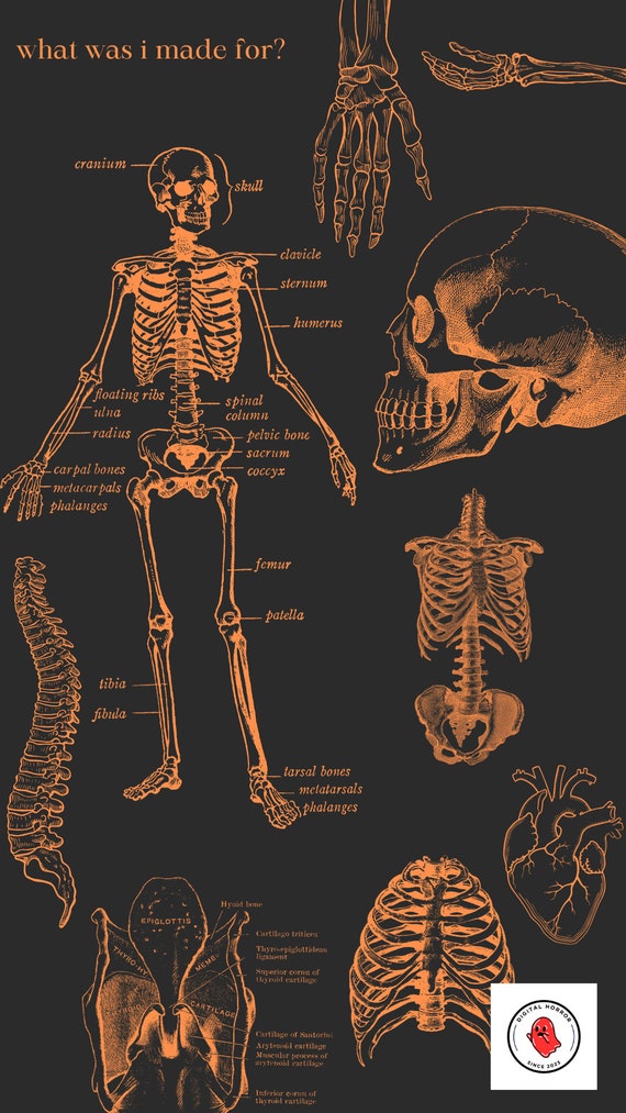 Skeleton Anatomy Wallpaper