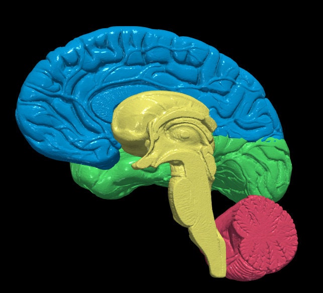 3D Human Anatomy Brain Anatomy 3D Model of Human Brain - Etsy UK