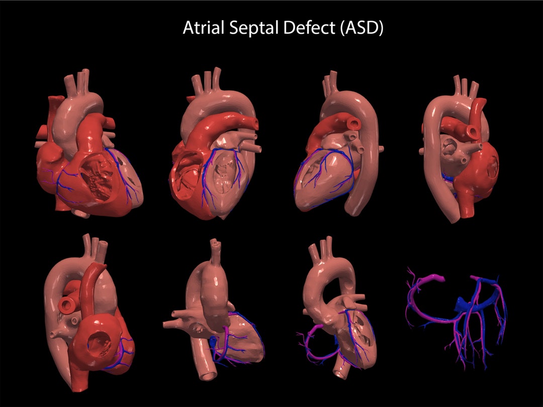 Human Anatomy Cardiovascular System 3D Model of Heart With - Etsy