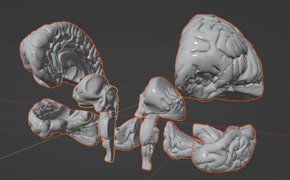 3D Human Anatomy Brain Anatomy 3D Model of Human Brain - Etsy UK