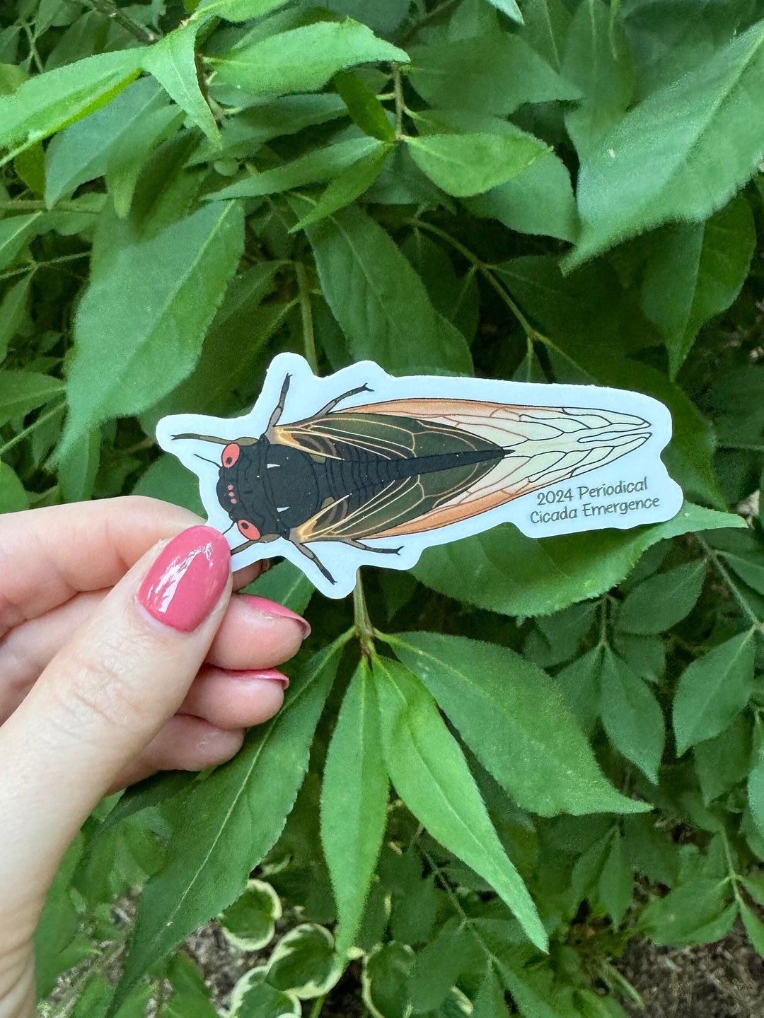 Cicada 2024 Periodical Cicada Emergence Waterproof Vinyl Sticker ...