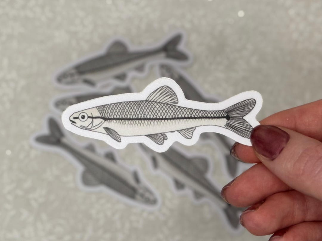 Bluntnose Minnow Sticker | Nature and Wildlife Fish Decal for Laptops ...