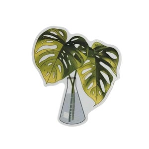 Erlenmeyer Flask With Monstera Plant, Science, Laboratory, and Plant ...