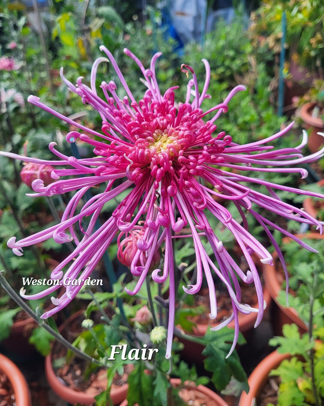 Custom Request 3x Rare Chrysanthemums list 2: Flair, Coral Reef, Senkyo ...