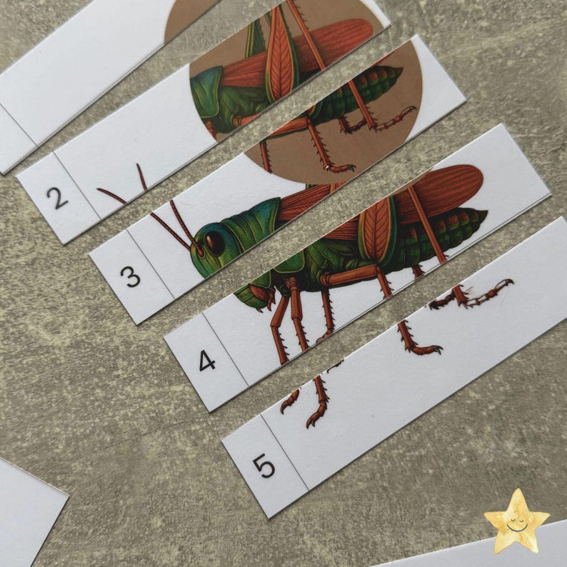 Insect Anatomy Puzzle Strip Counting Game | Montessori Inspired ...