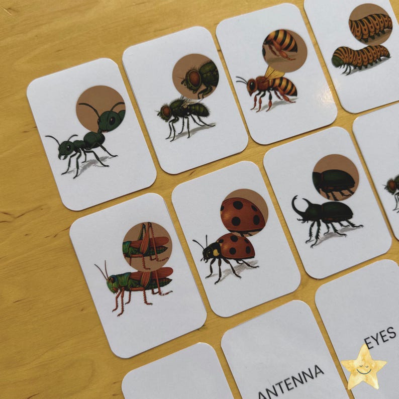 Insect Anatomy Flash Cards for Kids | Montessori Inspired Printable ...