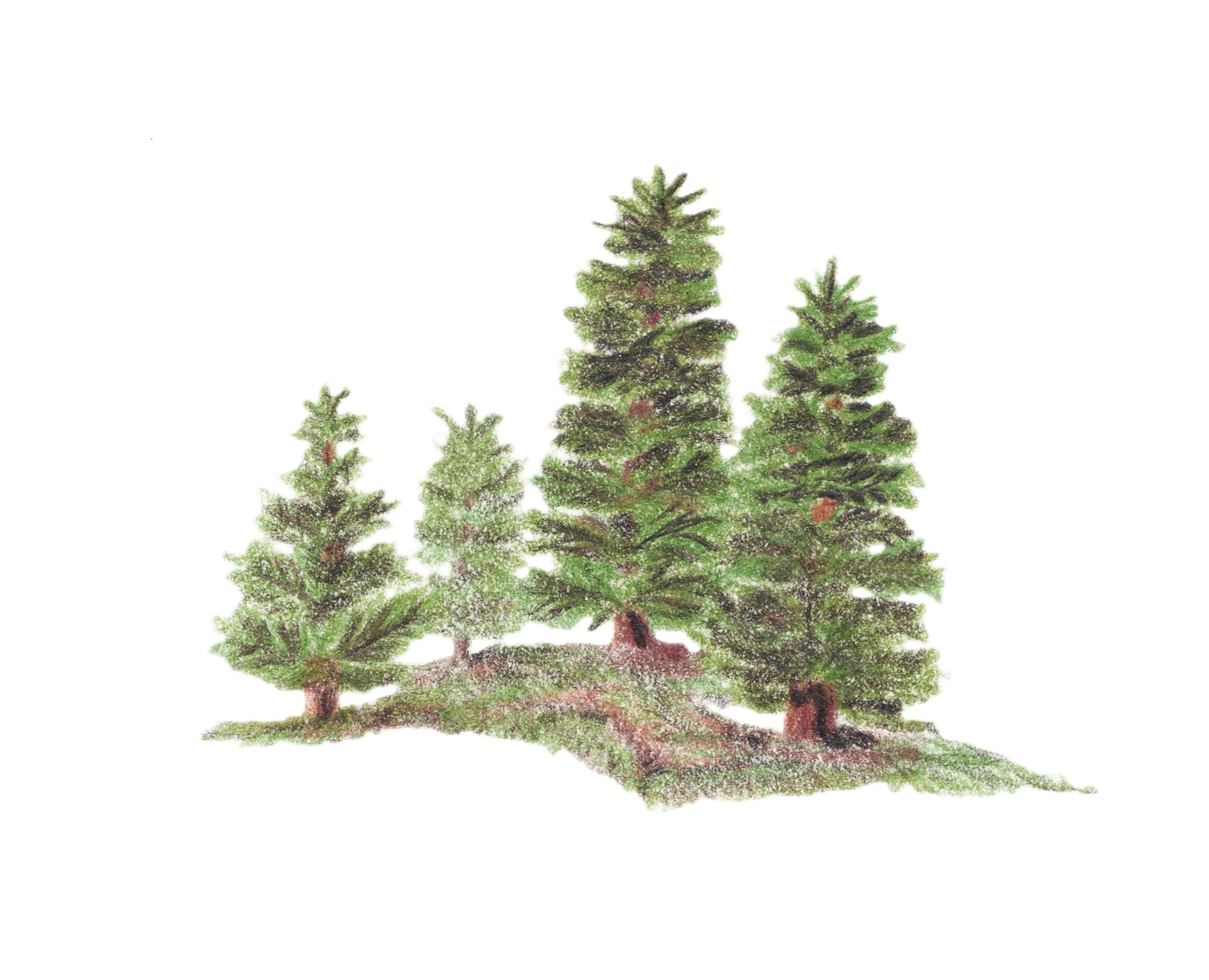 Evergreen Trees Printable Greeting Card - Etsy