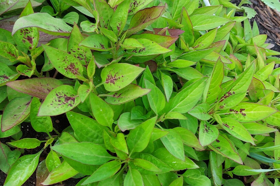 Efo Shoko (nigerian Spinach) - Etsy Canada