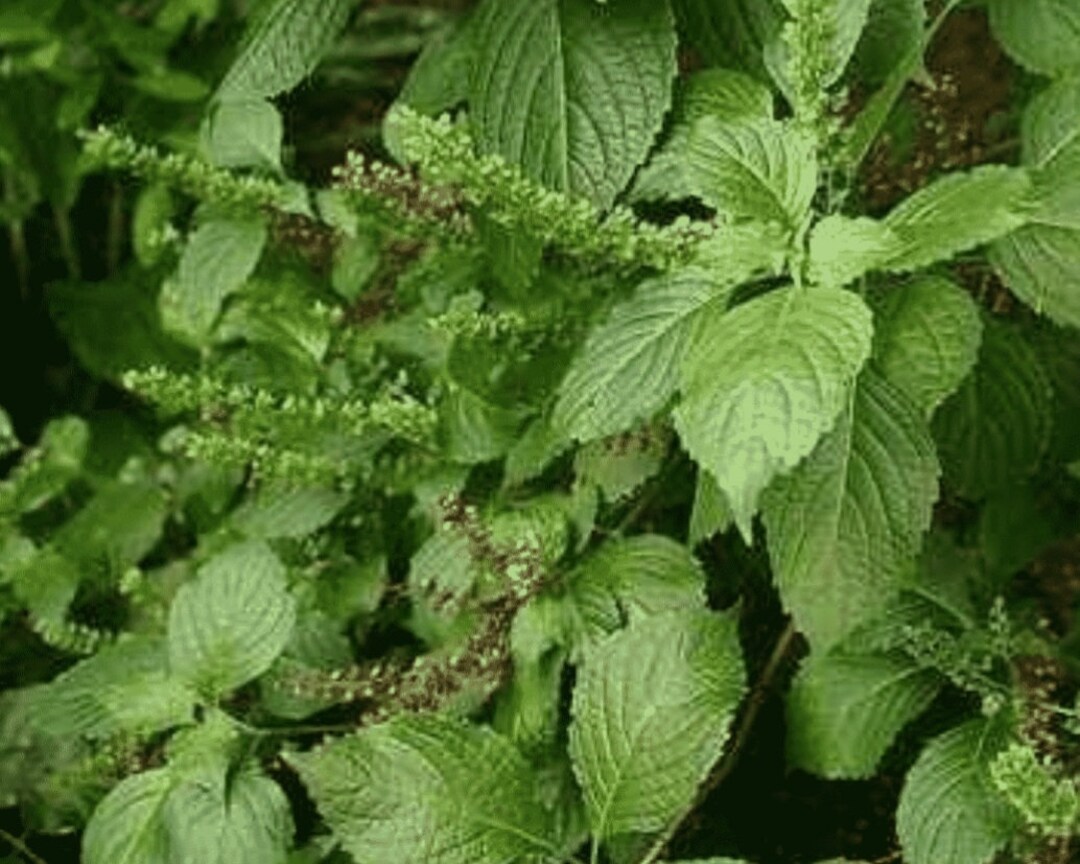 Scent Leaf (efinrin, Nchanwu, Daidoya) - Etsy Canada