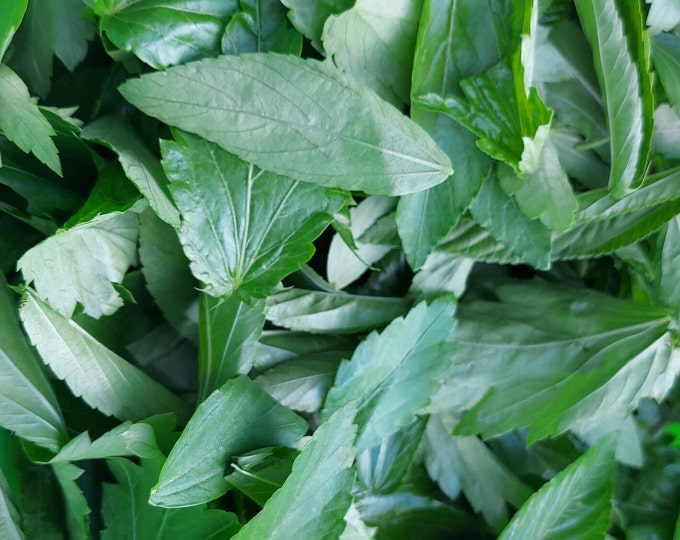 Scent Leaf (efinrin, Nchanwu, Daidoya) - Etsy Canada