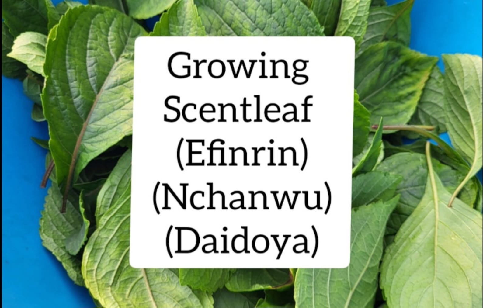 Scent Leaf (efinrin, Nchanwu, Daidoya) - Etsy Canada