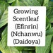 Scent Leaf (efinrin, Nchanwu, Daidoya) - Etsy Canada