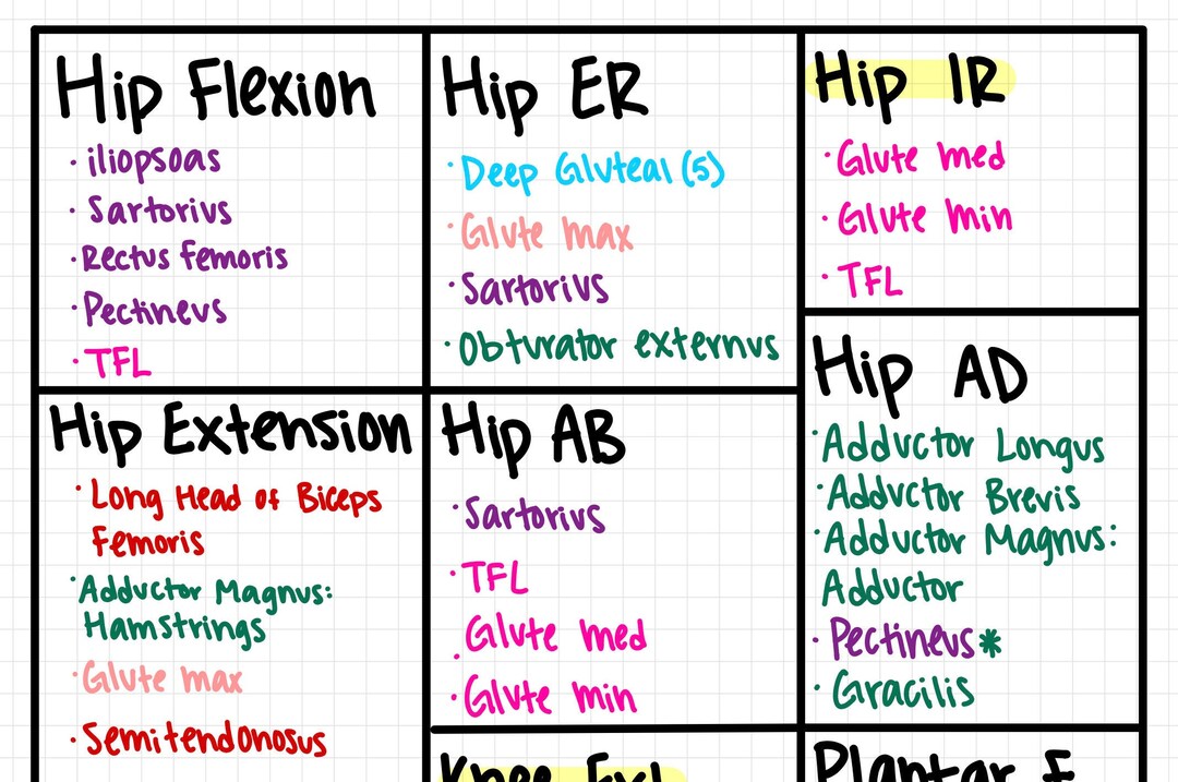 Lower Extremity Muscle Action and Nerve Innervation Charts - Etsy
