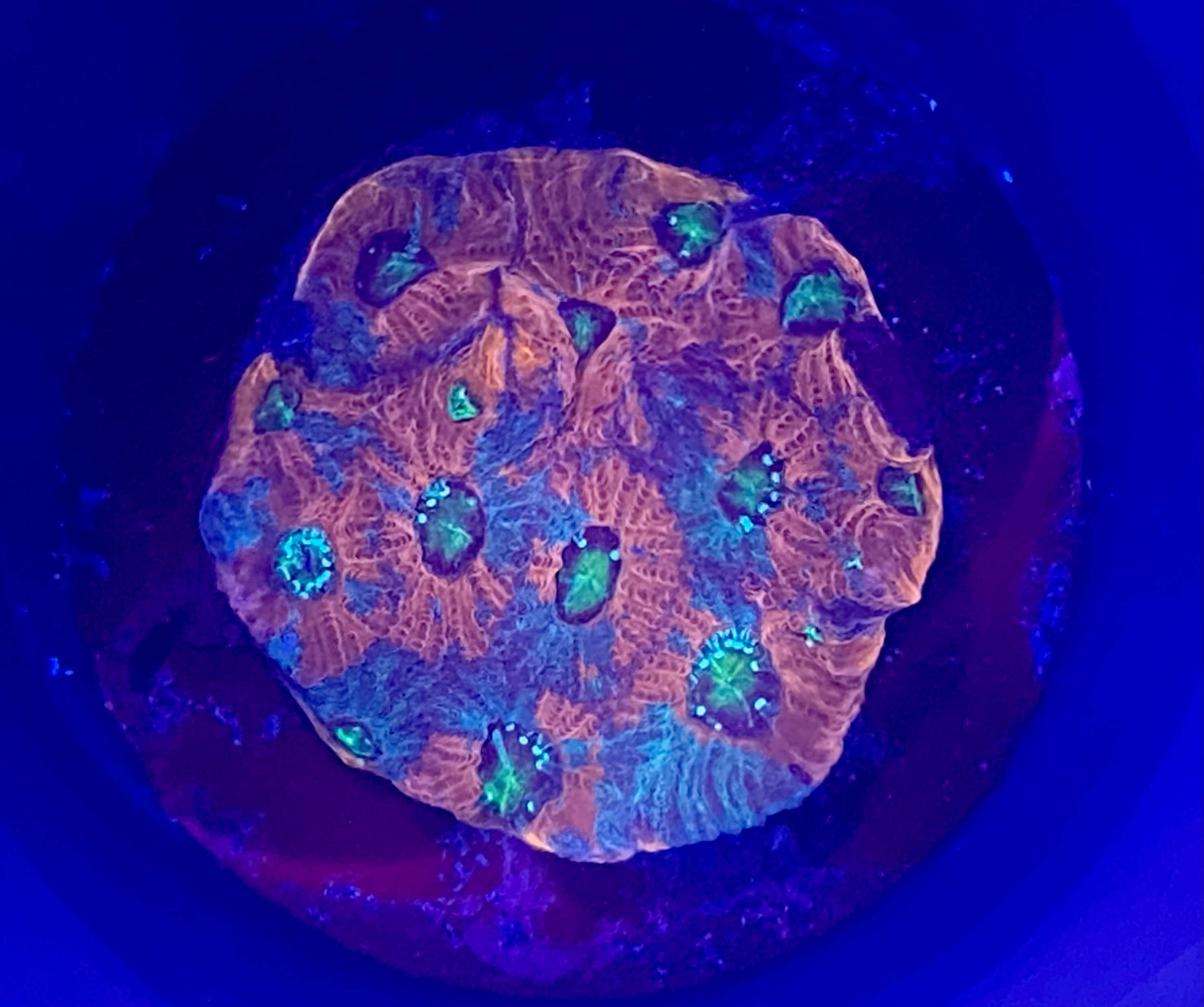 War Coral Favities Frag - Encrusting LPS Coral - Teal / Red Color ...