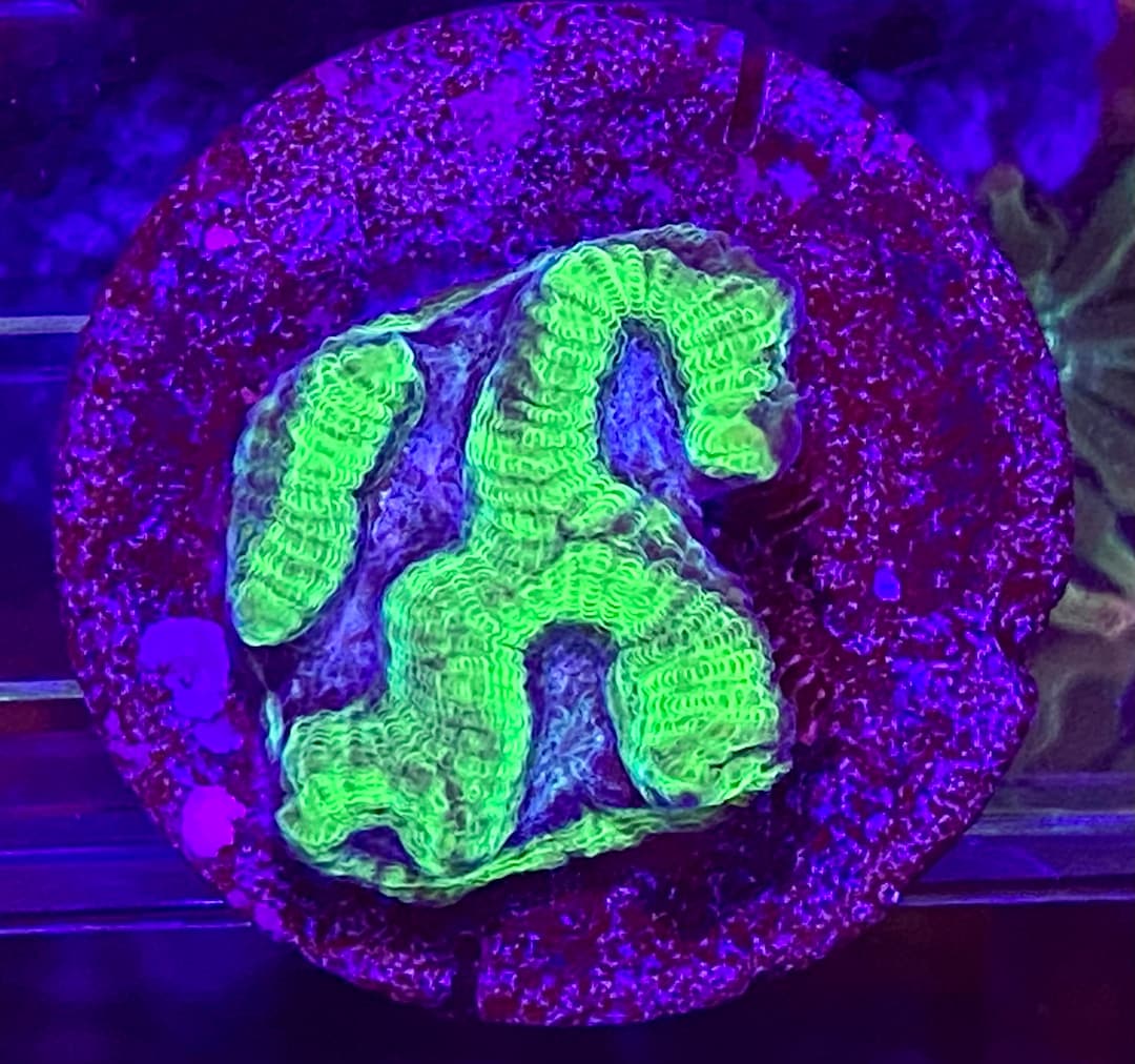 Platygrya Brain Worm Coral Encrusting LPS Coral Assorted - Etsy