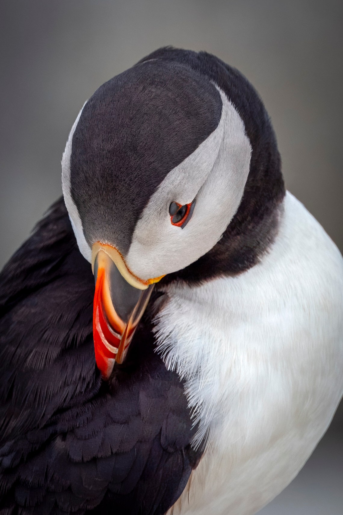 Demure Puffin - Photo of a Demure Atlantic Puffin on Machias Seal ...