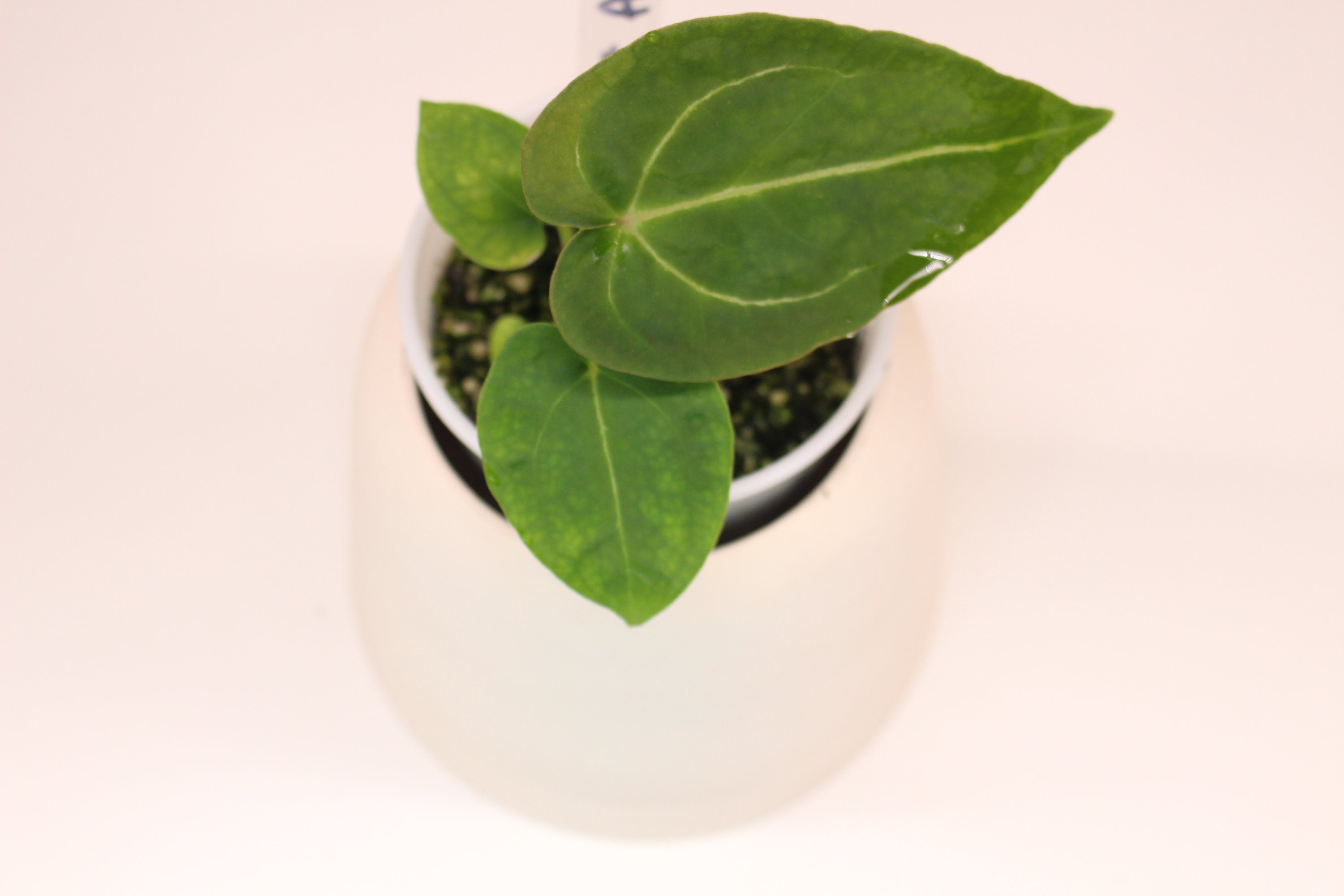 Anthurium Ace of Spades Seedling - Etsy