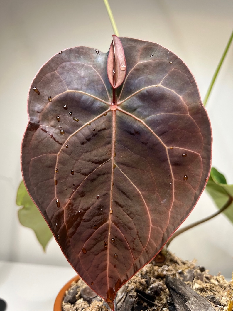 Anthurium Ace of Spades Seedling - Etsy