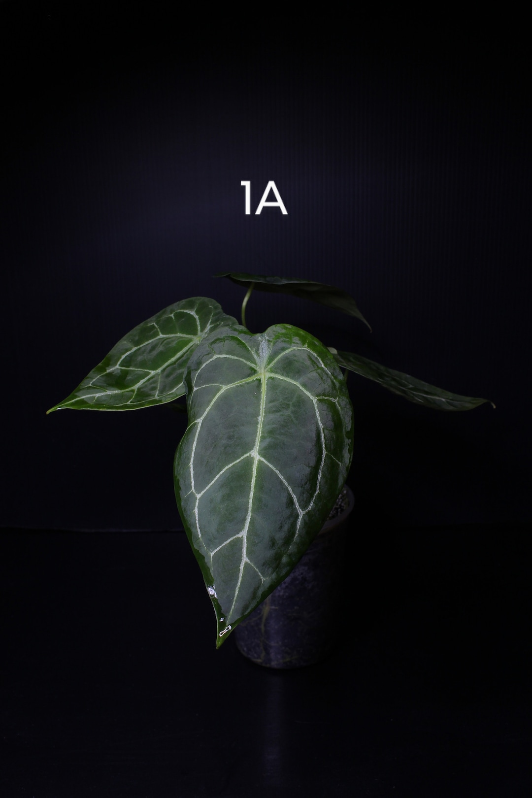 Anthurium Ace of Spades X Forgetii - Etsy