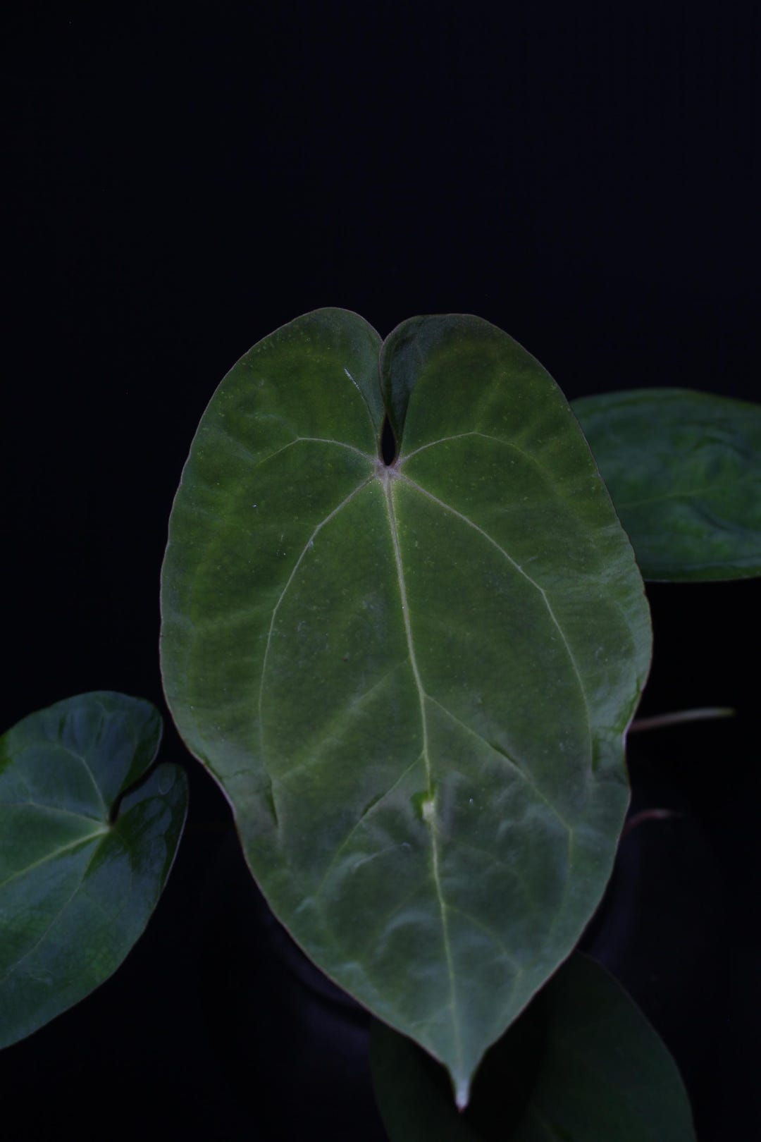 Ace of Spades X Long Bullet Papillaminum - Etsy