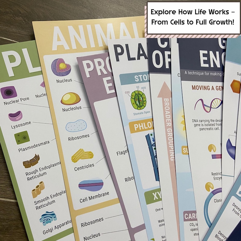 15 Biology Posters for Classroom – Laminated Life Science Educational ...