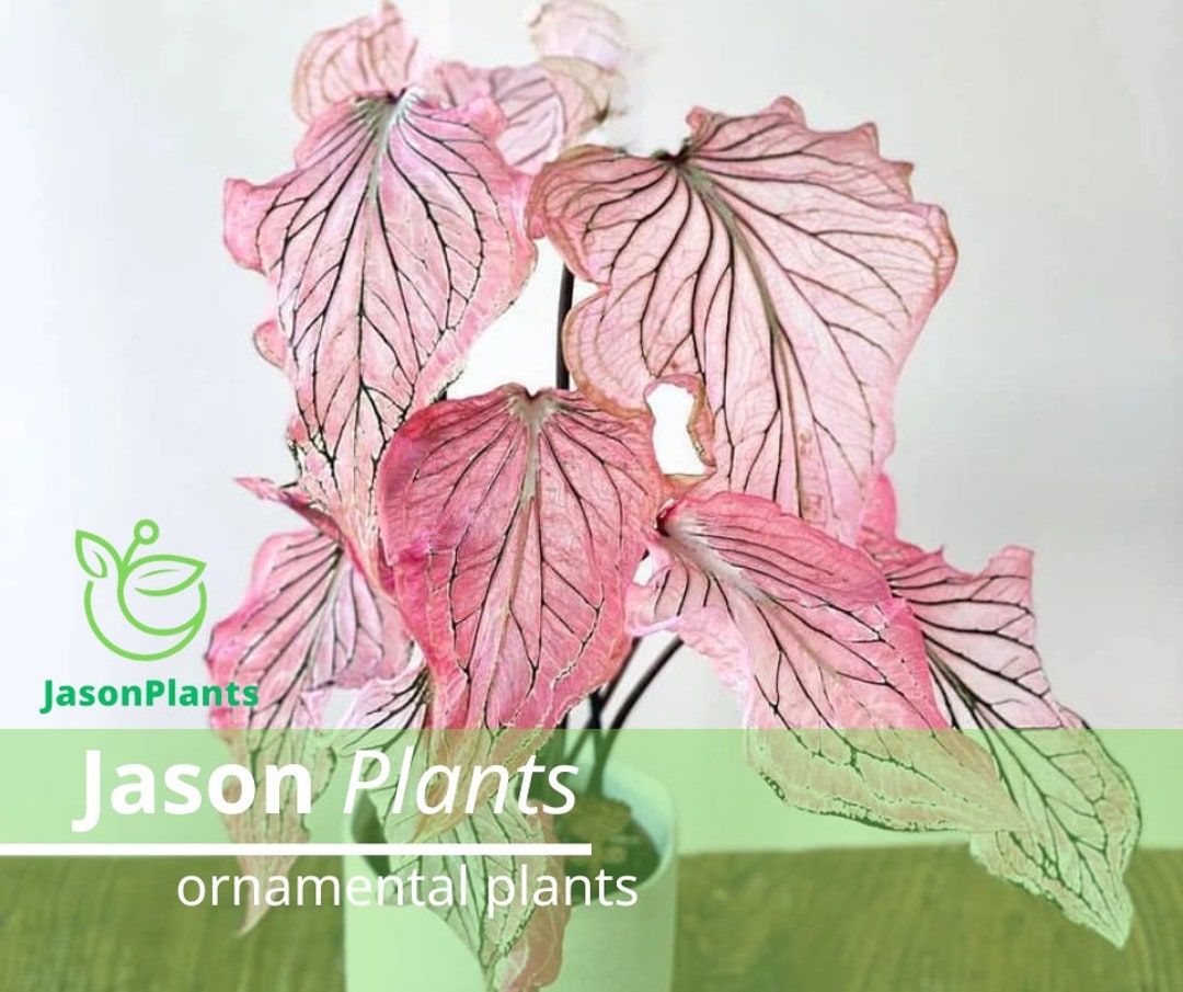Pink Princess Symphony Caladium Vibrant Pink Houseplant in Live Plant Bulbs or 2.5 X 4 Inch Pot ...