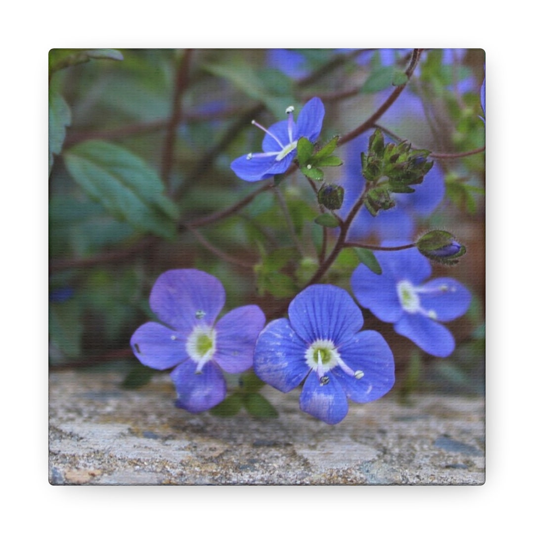 Veronica Speedwell Trio Photo on Canvas - Etsy