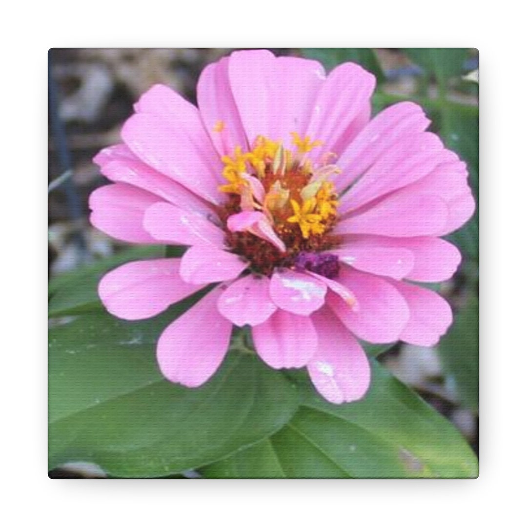 Zinnia Small Photo on Canvas - Etsy