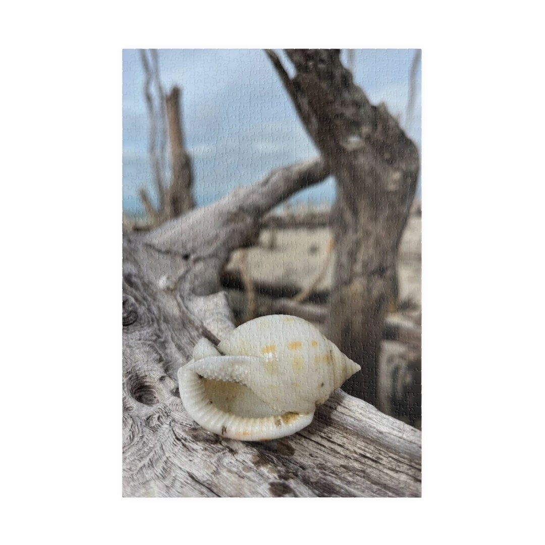 Scotch Bonnett Seashell Puzzle - Etsy