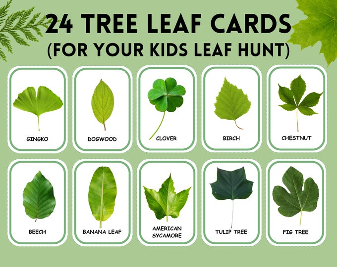 Leaf Flash Cards Leaf Identification Montessori Education Homeschool ...