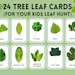 Leaves Flash Cards Leaf Identification Montessori Education Homeschool ...