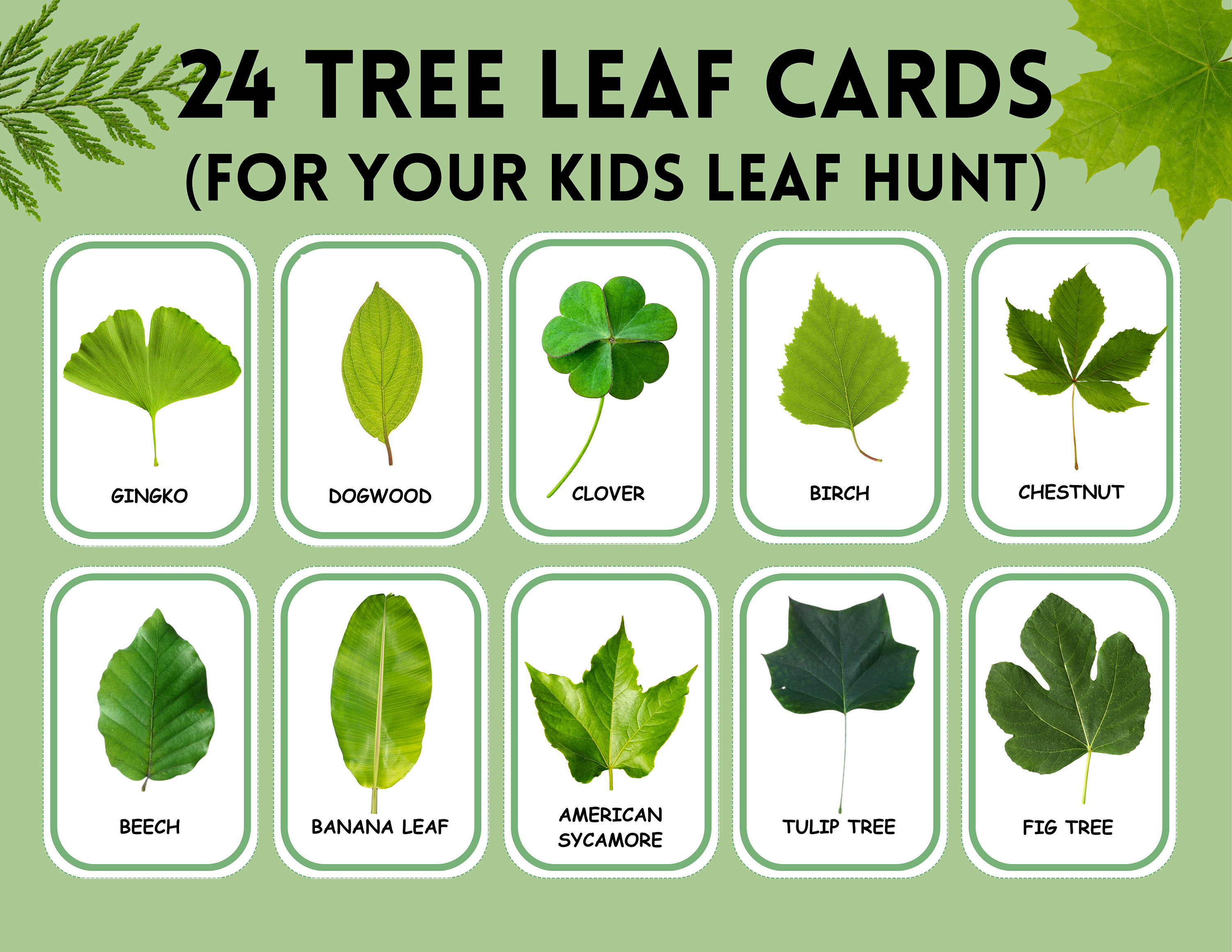 Leaves Flash Cards Leaf Identification Montessori Education Homeschool ...