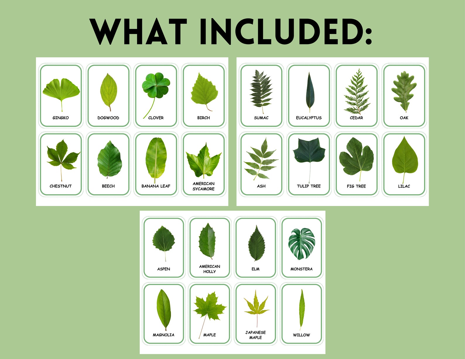 Leaves Flash Cards Leaf Identification Montessori Education Homeschool ...