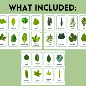 Leaves Flash Cards Leaf Identification Montessori Education Homeschool ...