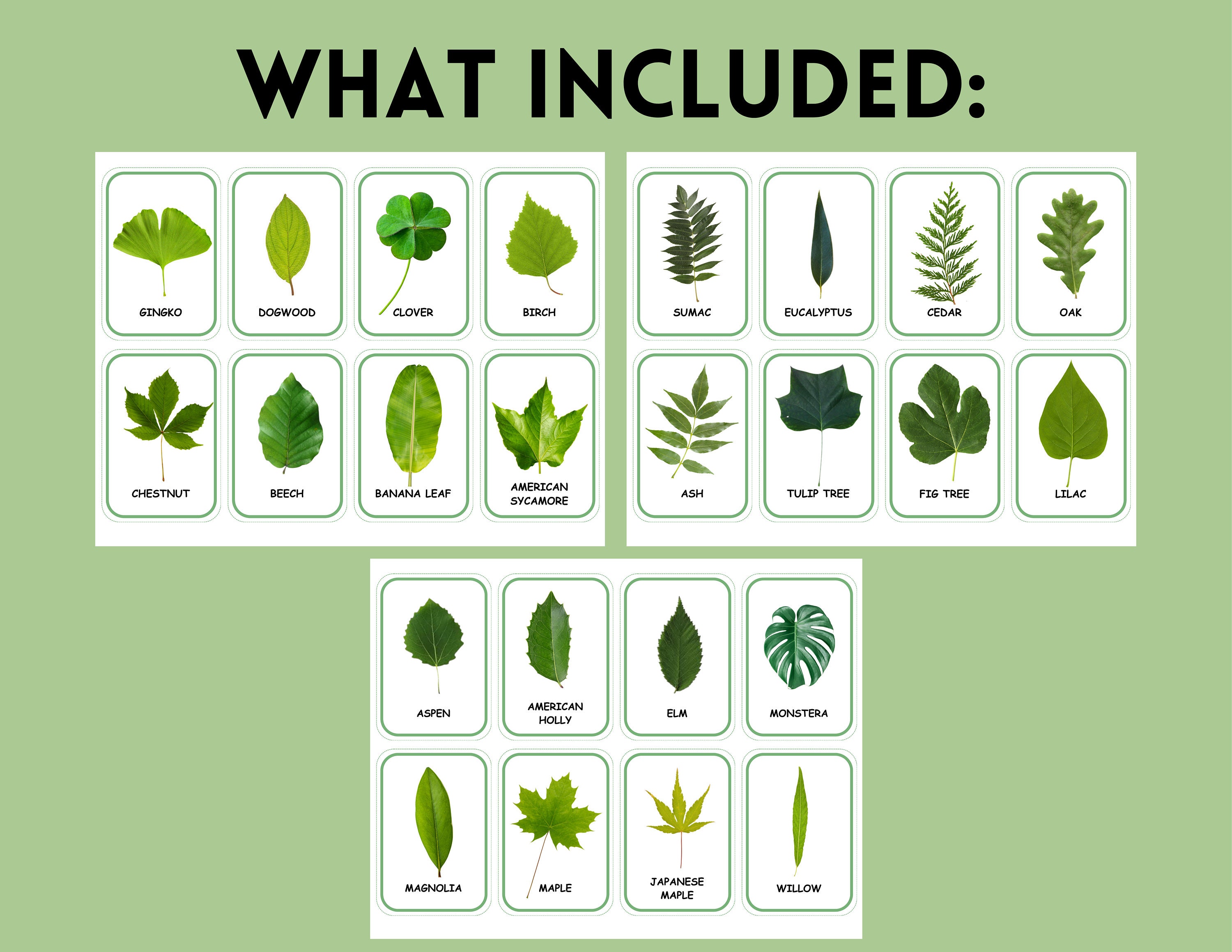 Leaves Flash Cards Leaf Identification Montessori Education Homeschool ...