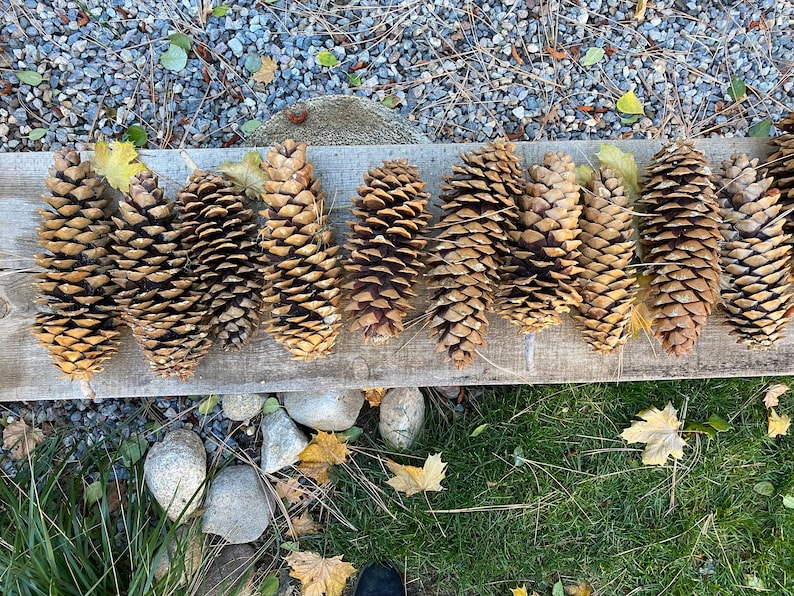 Giant Sugar Pine Cones: Lake Tahoe Christmas Craft Supplies - Etsy