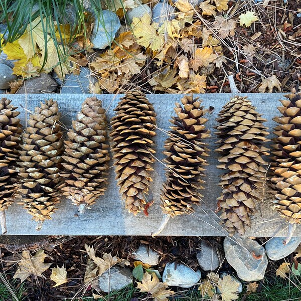 Large Pine Cones - Etsy
