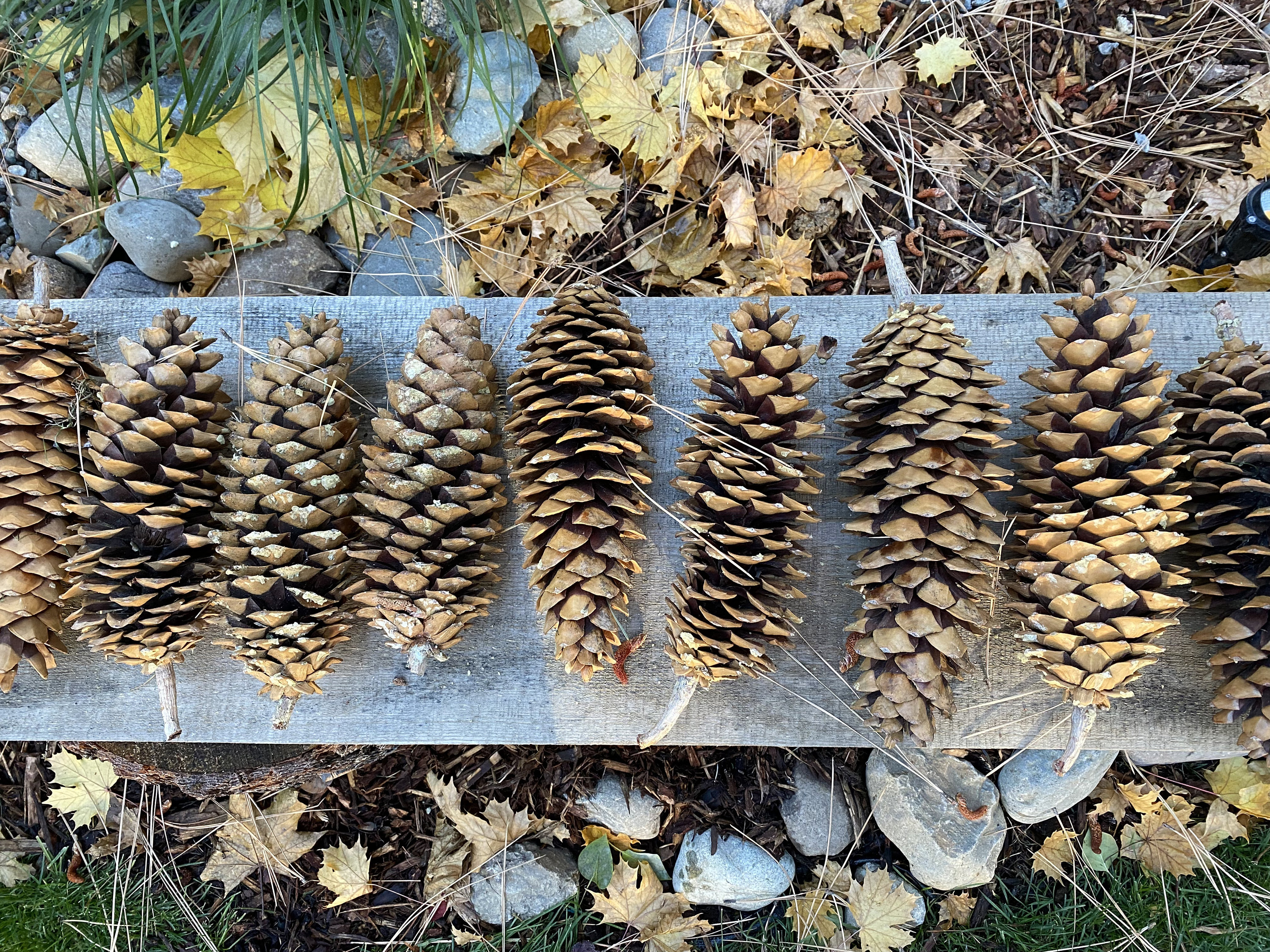 Giant Sugar Pine Cones: Lake Tahoe Christmas Craft Supplies - Etsy
