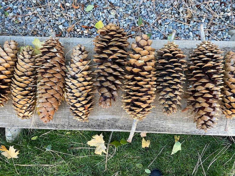 Giant Sugar Pine Cones: Lake Tahoe Christmas Craft Supplies - Etsy