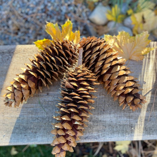 Extra Large Christmas Pine Cones - Etsy