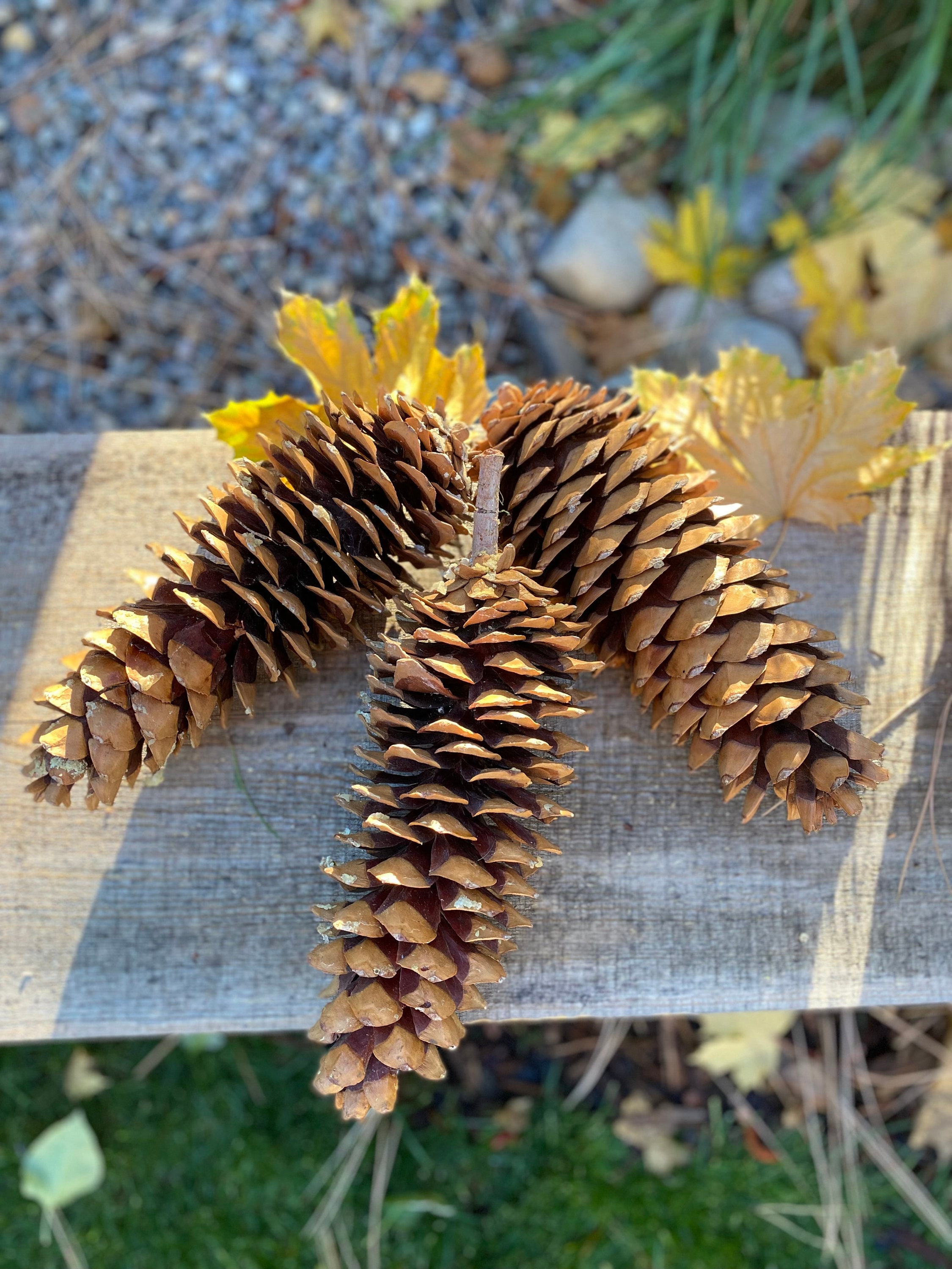 Giant Sugar Pine Cones: Lake Tahoe Christmas Craft Supplies - Etsy