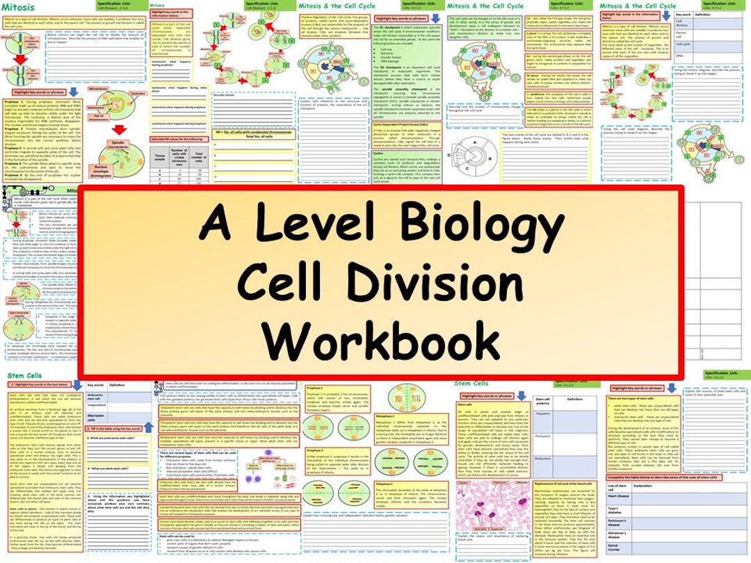 A Level Biology: Cell Division Workbook - Etsy