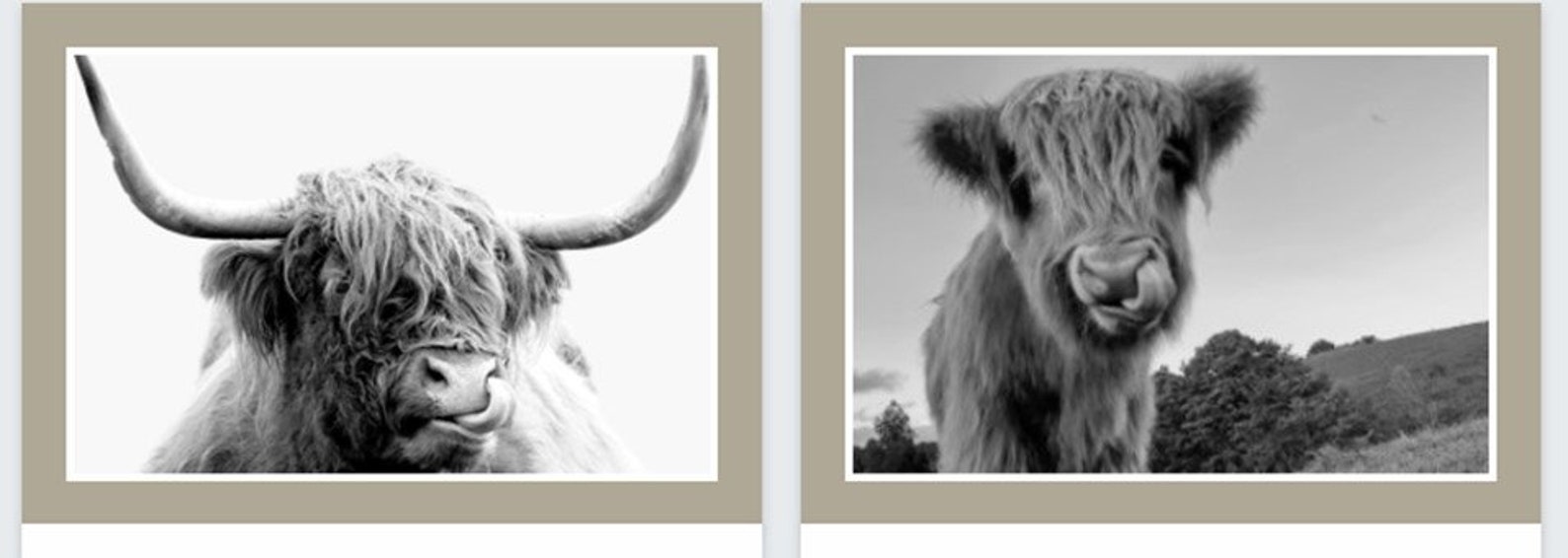 Highland Cow Mac Moo's 2024 Calendar - Etsy