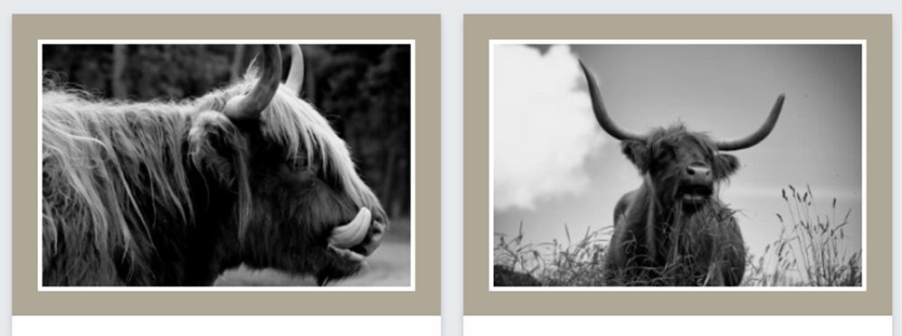 Highland Cow Mac Moo's 2024 Calendar - Etsy