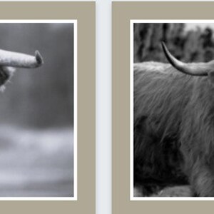 Highland Cow Mac Moo's 2024 Calendar - Etsy