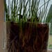 Bulk Rooted Egyptian Walking Onion Bulbils - Etsy